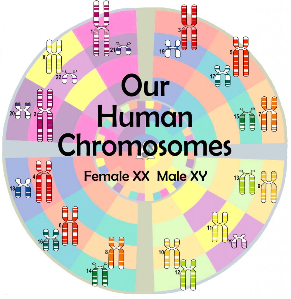 Our Human Chromosomes – World Clock